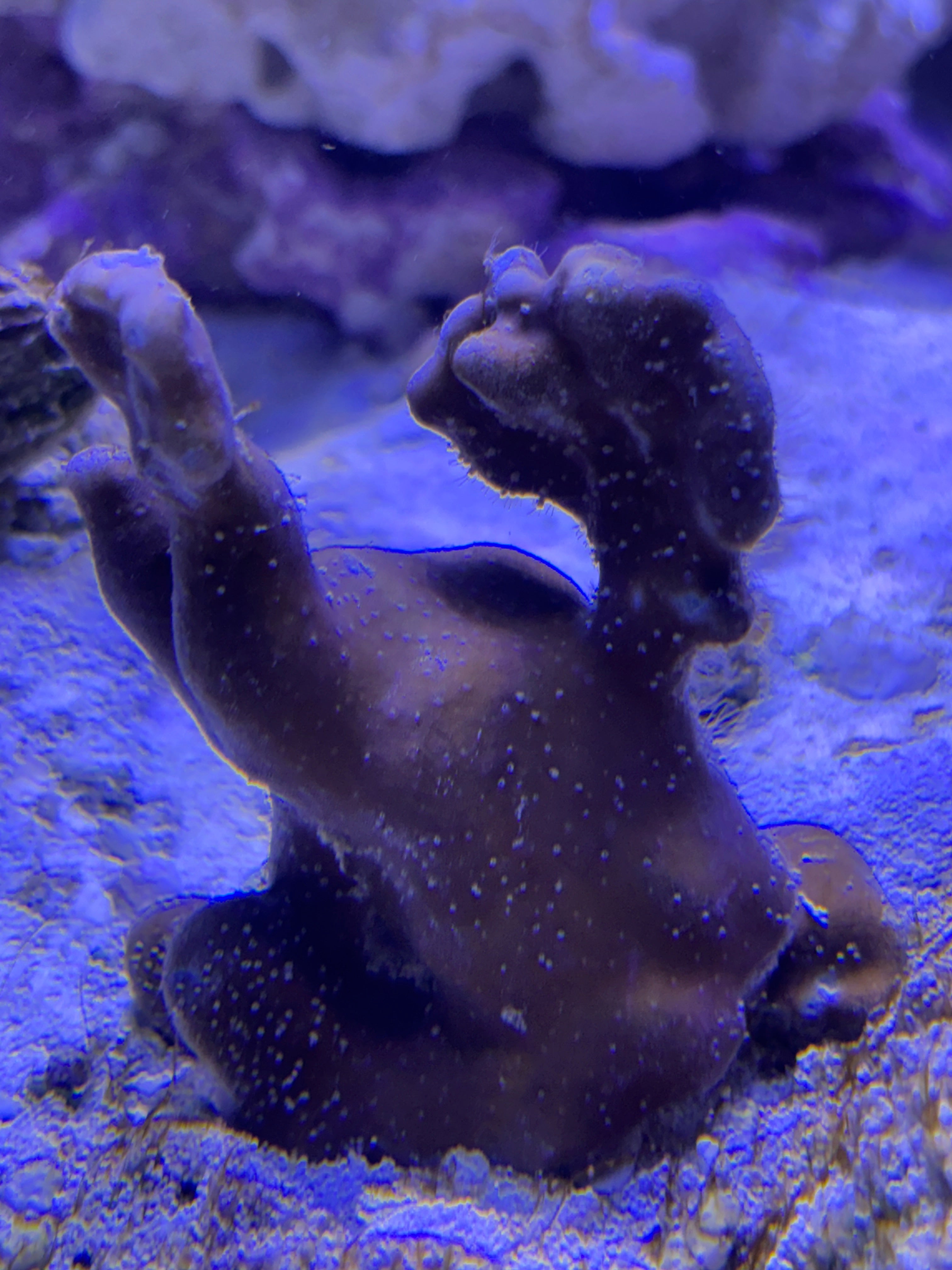 Heliopora coerulea- Blue Ridge Coral - WorldofReefs.com